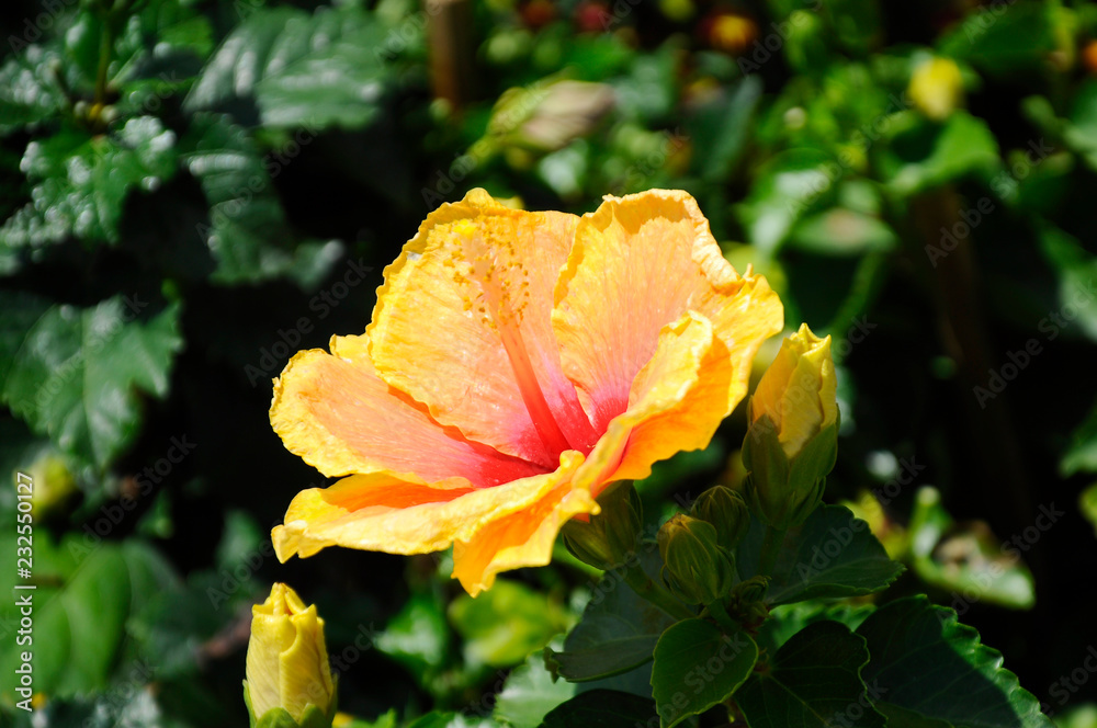 Hibiscus rosa-sinensis or is a genus of flowering plants in the mallow ...