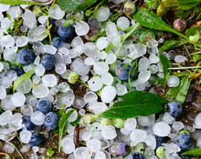 Sheet Of Hail Free Stock Photo - Public Domain Pictures