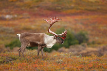 Caribou Free Stock Photo - Public Domain Pictures