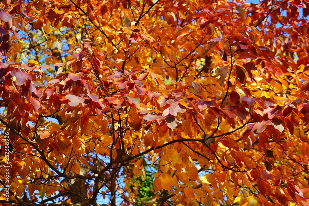 Colorful golden and red foliage of sassafras tree in autumn Stock Photo ...