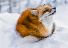 Christmas Fox Free Stock Photo - Public Domain Pictures