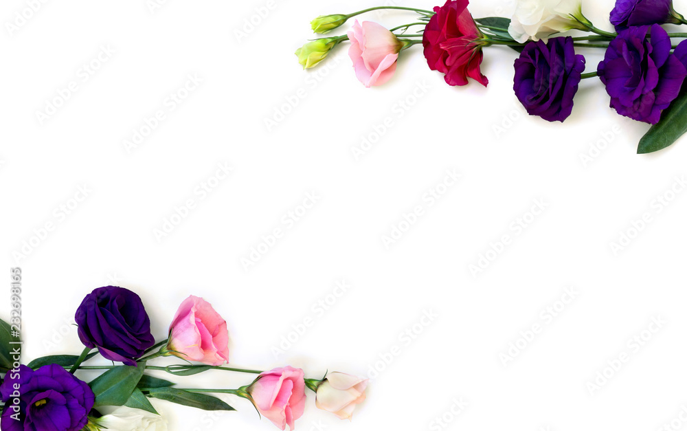 Frame of violet, white, pink and red flowers Eustoma (common names ...