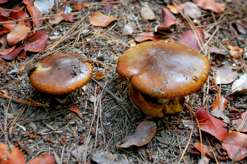 Foto de Stock Hongos comestibles en bosques de pino radiata en Chile ...