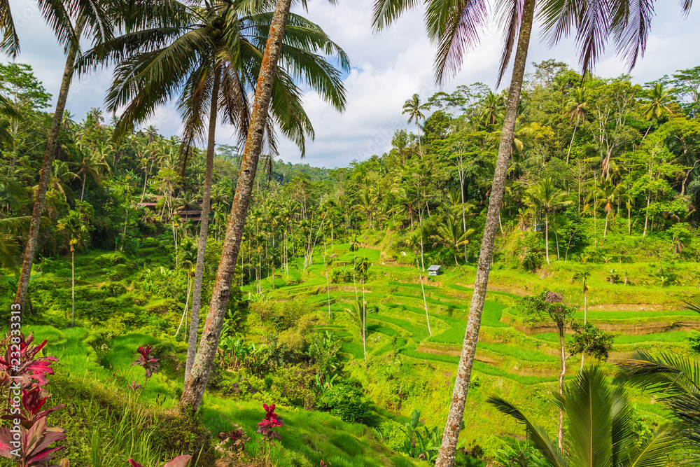 Tegallalang Rice Terraces in Ubud is famous for its beautiful scenes of ...
