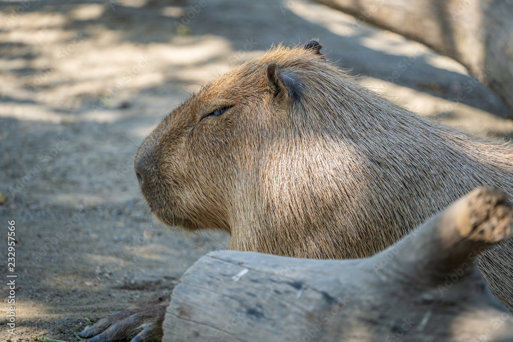 Cute Capybara (biggest mouse) eating and sleepy rest in the zoo, Tainan ...