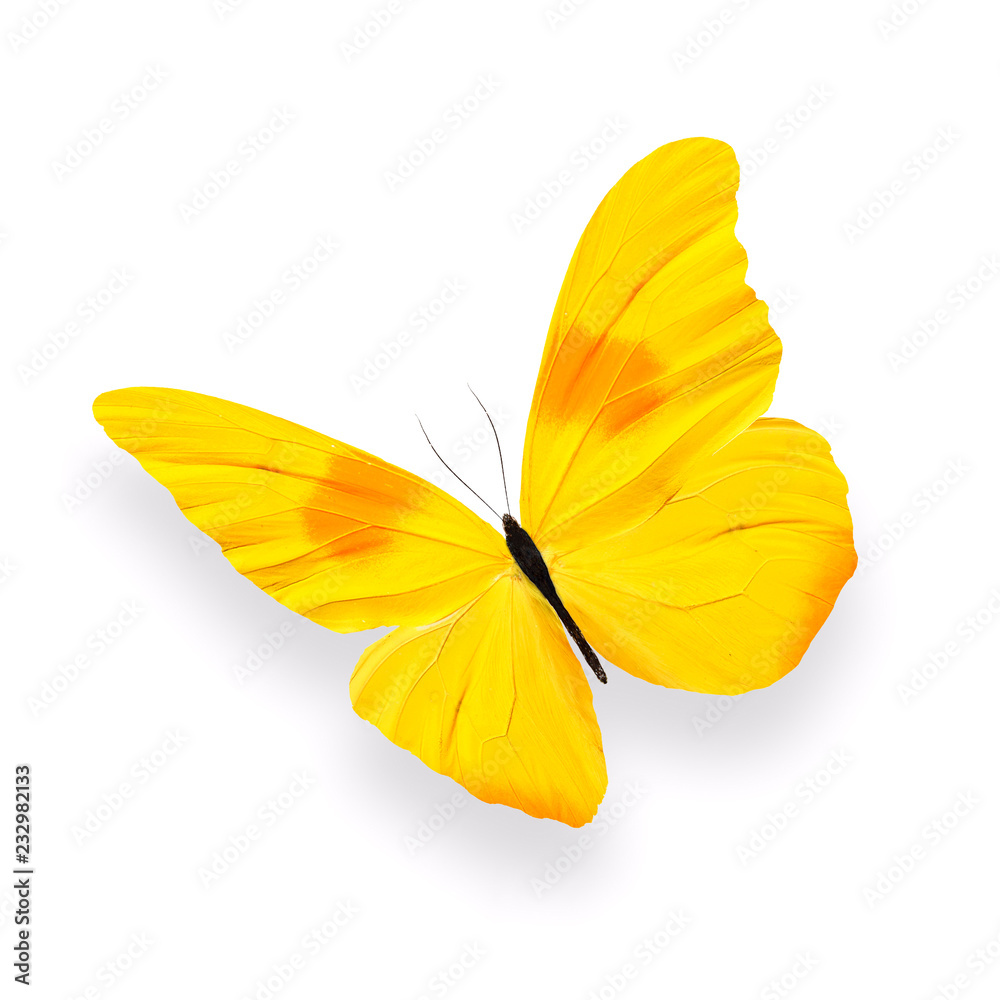 yellow butterfly with shadow isolated on white background Stock Photo ...