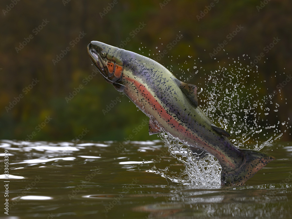 trout fish jumping