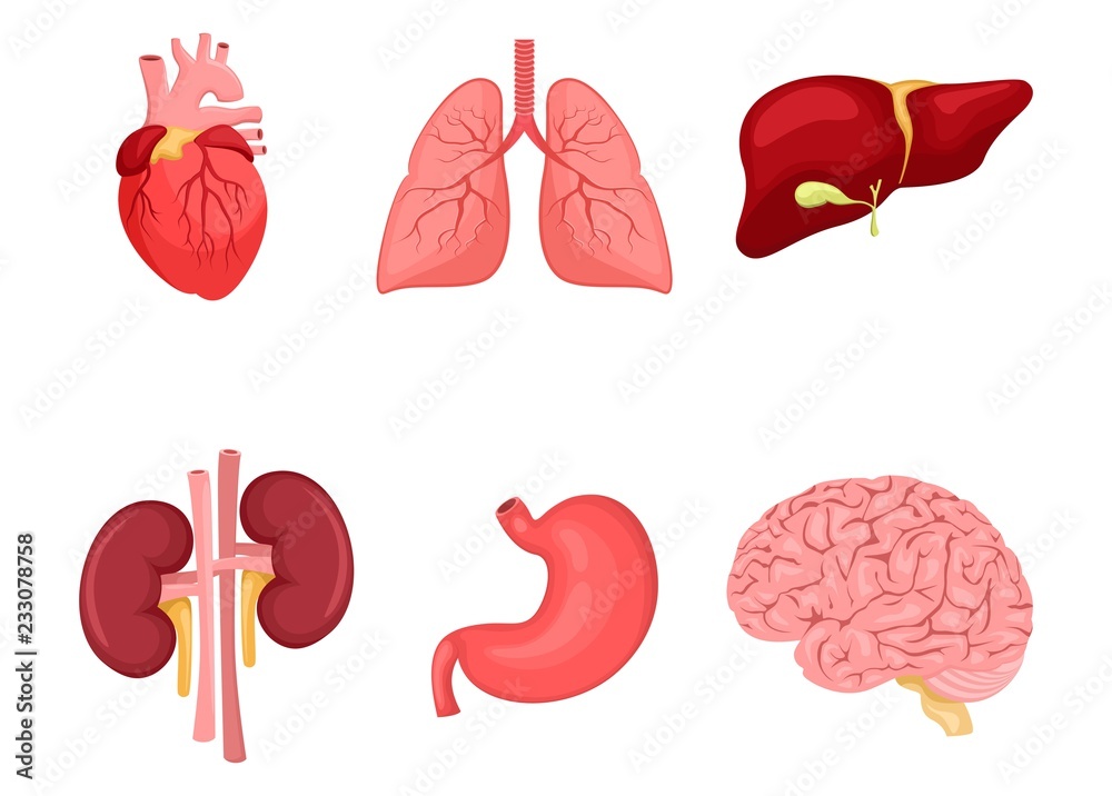 Human anatomy. A set of internal organs. Brain, kidneys, lungs, stomach ...