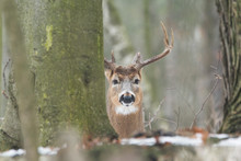 Whitetail Buck Behind Tree Free Stock Photo - Public Domain Pictures