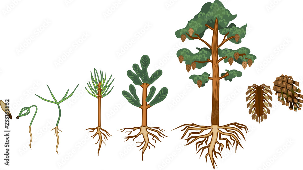 Pine tree life cycle. Stages of growth from seed to mature pine tree ...