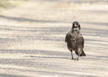 Raven Walking Free Stock Photo - Public Domain Pictures