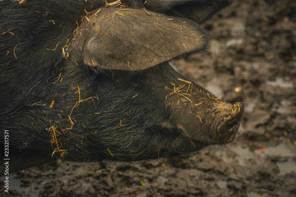 Beautiful fat pig at a Scottish farm Bio agriculture eco farming Stock ...
