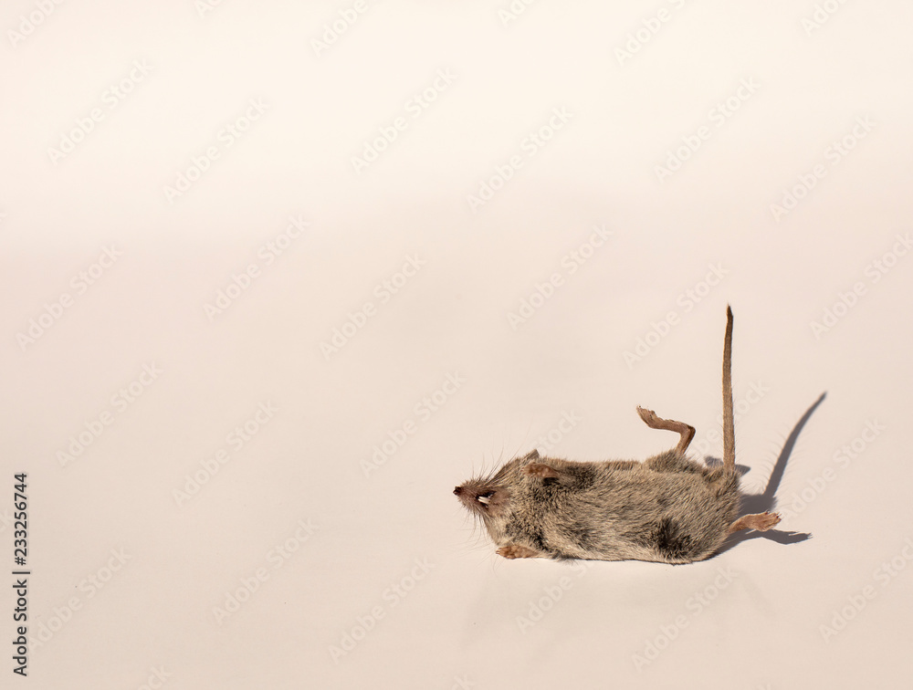 Dead mouse with gnawing teeth, tiny hands and tiny black nose, lying on ...