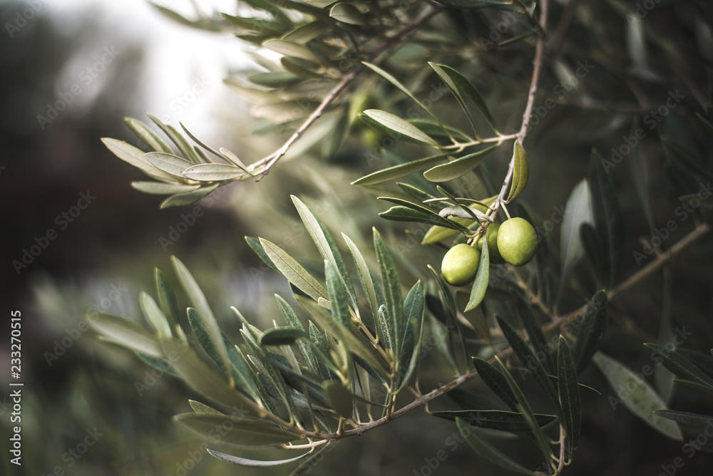 Green olive tree in morocco Stock Photo | Adobe Stock
