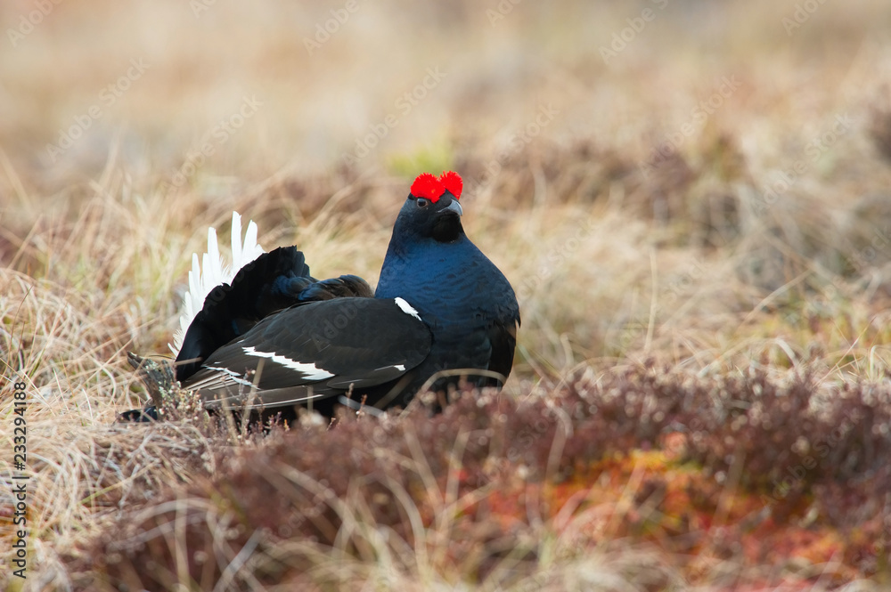 The Black Grouse, Lyrurus tetrix is showing off during their lekking ...