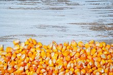 Maize Seed In A Storage Tin Free Stock Photo - Public Domain Pictures
