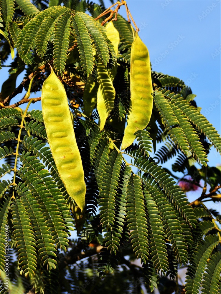 Pea fruits, still green, an evergreen, not frost hard tropical flame ...