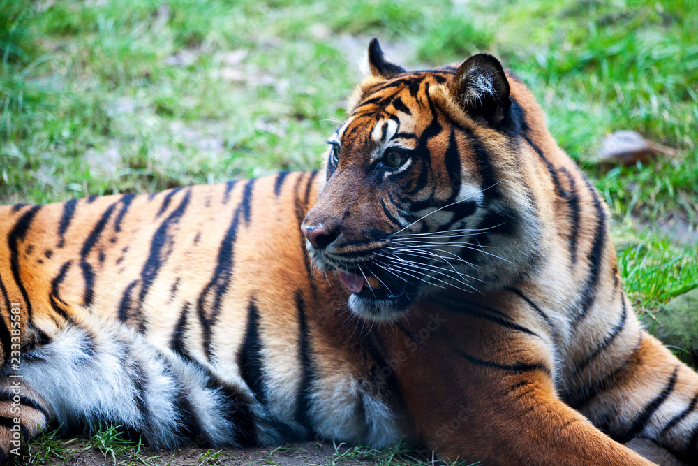 Muzzle Tiger closeup Tiger lying down and looking to the forest. Large ...