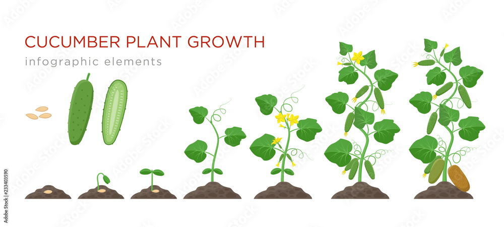Cucumber plant growth stages infographic elements in flat design ...