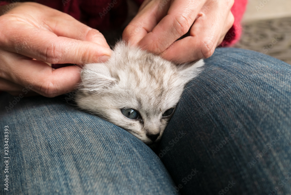 Mains de femmes enlevant les puces de la tête d'un chaton sur ses ...