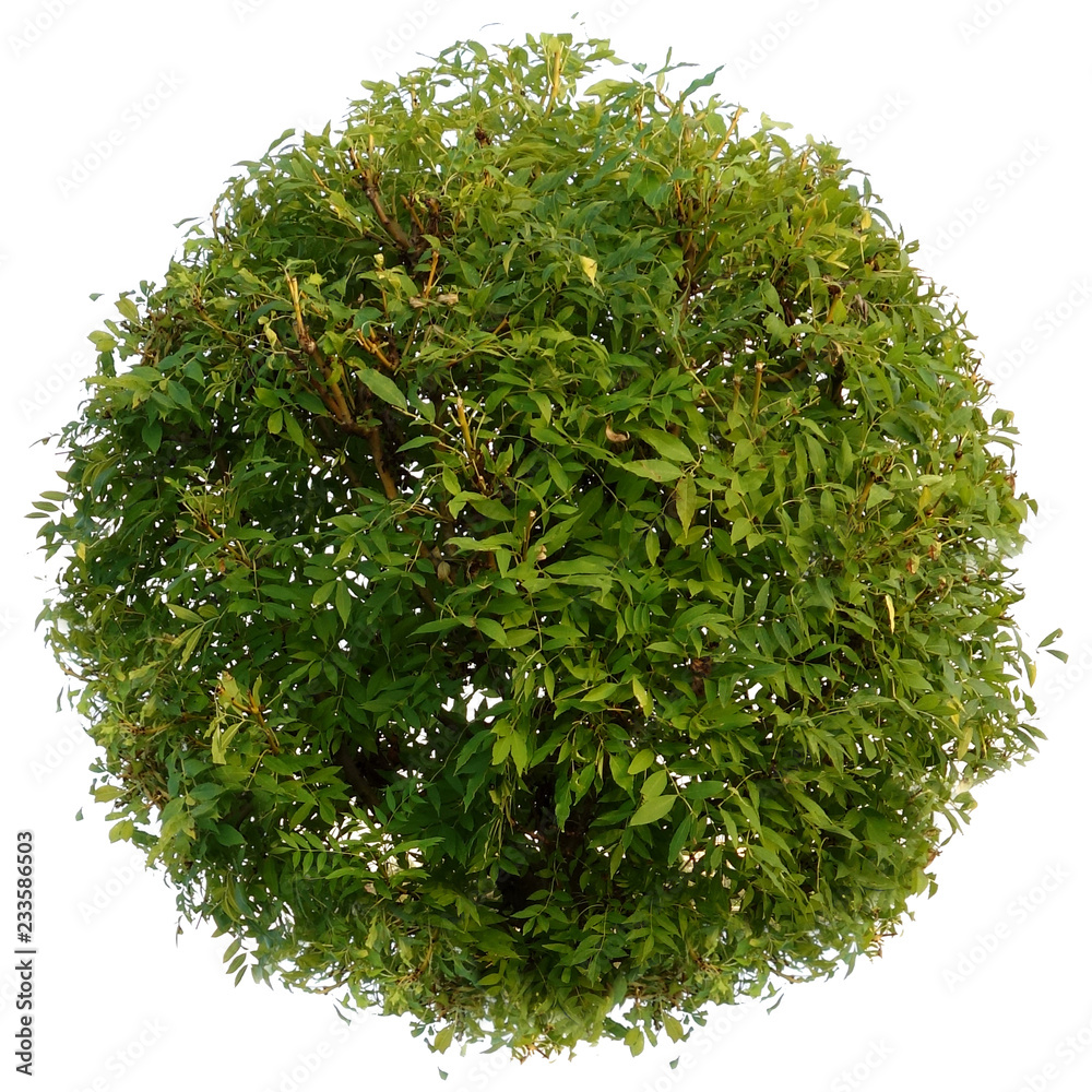 Tree top view. Stock Photo | Adobe Stock