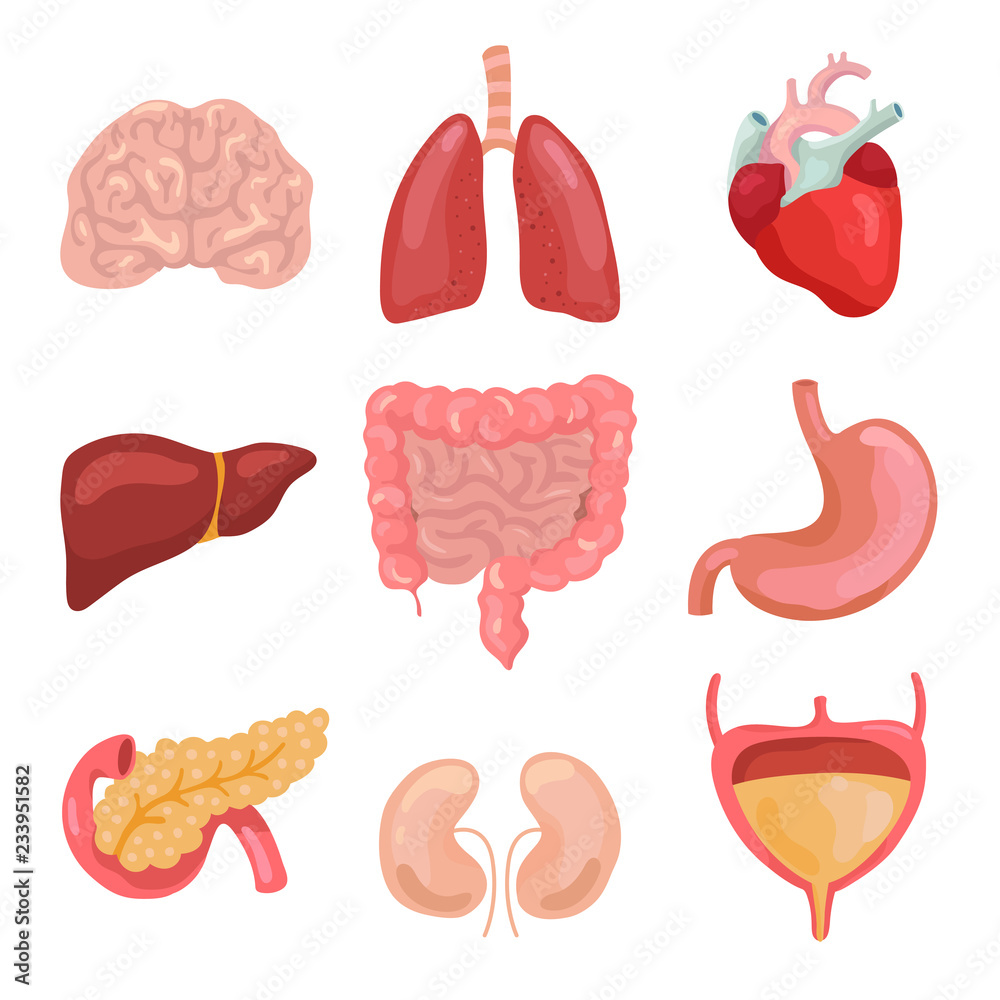 Cartoon human body organs. Healthy digestive, circulatory. Organ ...