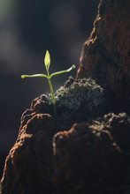 Tree Growing From A Rock Free Stock Photo - Public Domain Pictures