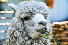 Alpaca Chewing Free Stock Photo - Public Domain Pictures