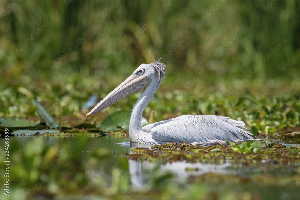 The Pink-backed Pelican or Pelecanus rufescens is floating on the ...