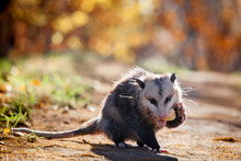 Possum In A Tree Free Stock Photo - Public Domain Pictures