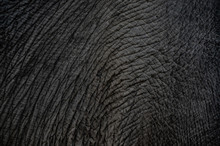Elephant Skin Close Up Free Stock Photo - Public Domain Pictures