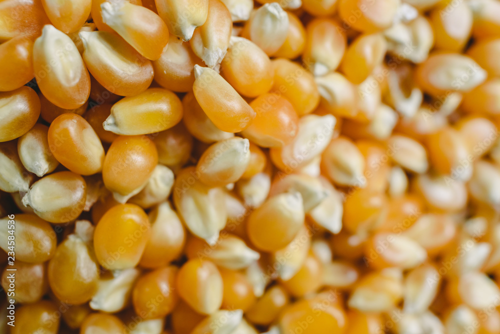 Dry corn kernels to make popcorn Stock Photo | Adobe Stock