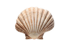 Ocean Clam Shell Free Stock Photo - Public Domain Pictures