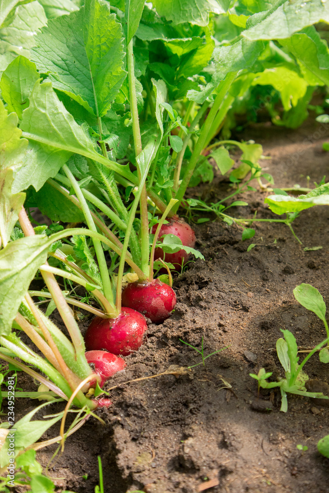 The radishes (Raphanus raphanistrum subsp. sativus) is an edible root ...