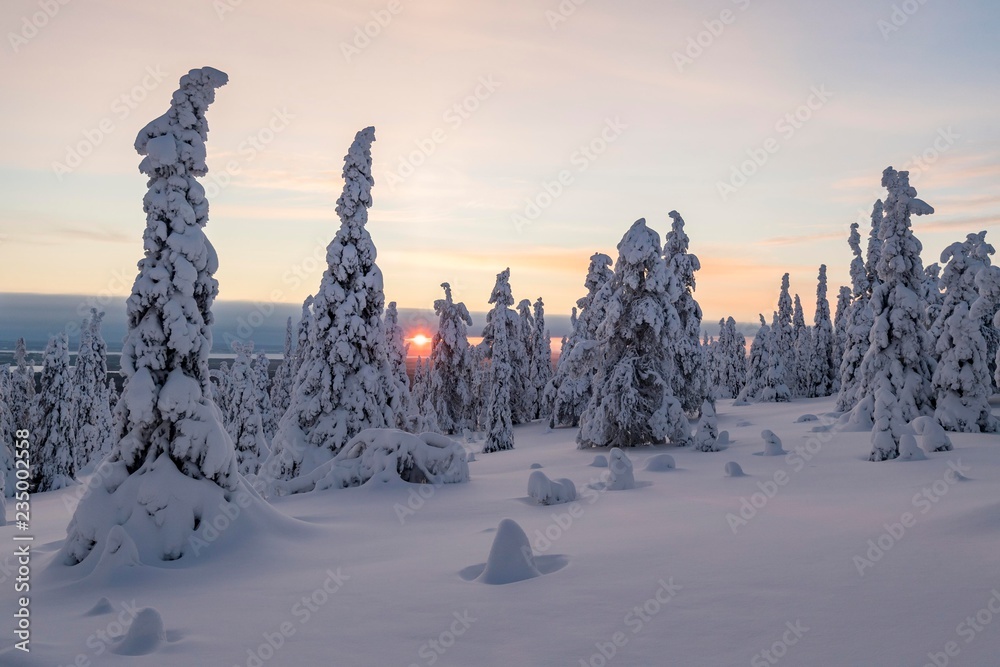 Snow-covered trees, shallow sun, winter landscape, Riisitunturi ...