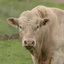 Charolais Cow Free Stock Photo - Public Domain Pictures