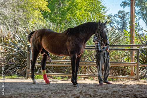 Stallion horse with an erection walking with a gaucho Stock Photo ...