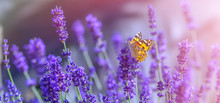 Butterfly On Lavender Free Stock Photo - Public Domain Pictures