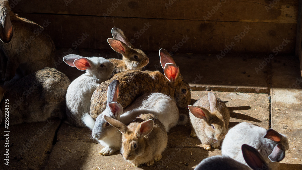 farm rabbits rest grouped together were sun rays cut into the dark of ...