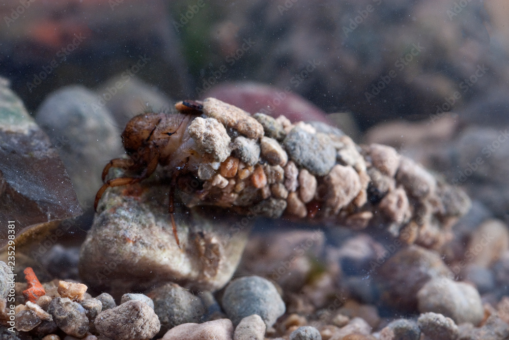 frigánea, Caddisfly larvae under the water in the built home ...