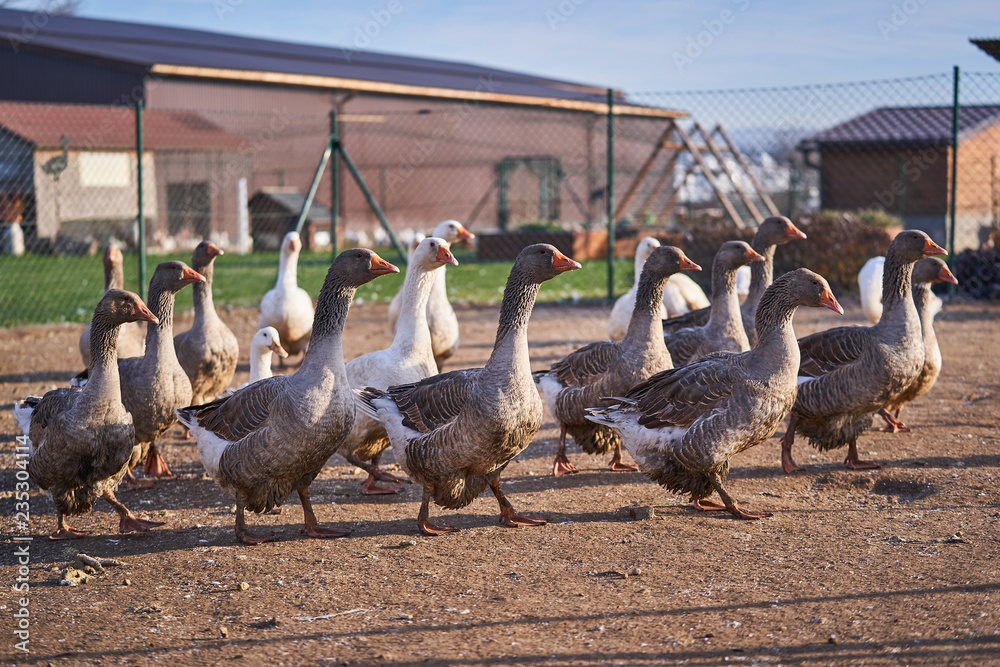 Flock of grey adults geese in the paddock of poultry farm in sunny ...
