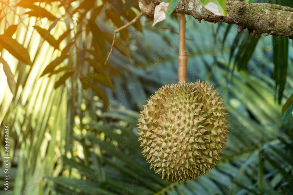 Durian tree, Fresh durian fruit on tree, Durians are the king of fruits ...