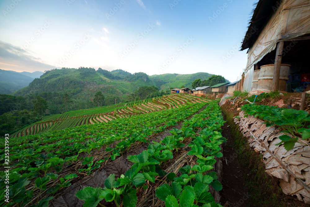Strawberry farm, field at Doi Angkang,Chiang Mai,Thailand Stock Photo ...