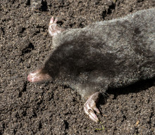 Mole Pile Free Stock Photo - Public Domain Pictures