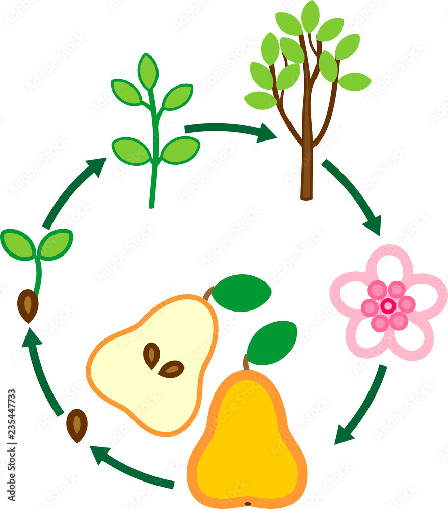 Life cycle of pear tree. Plant growth stage Stock Vector | Adobe Stock
