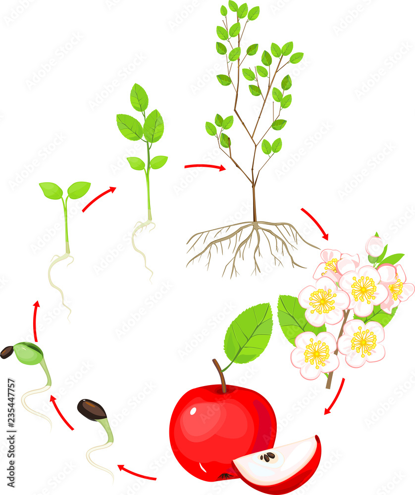 Life cycle of apple tree. Plant growth stage Stock Vector | Adobe Stock