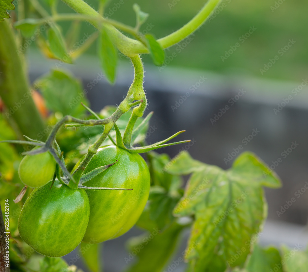 Tomatoes get sick by late blight closeup photo. Tomatoes in different ...