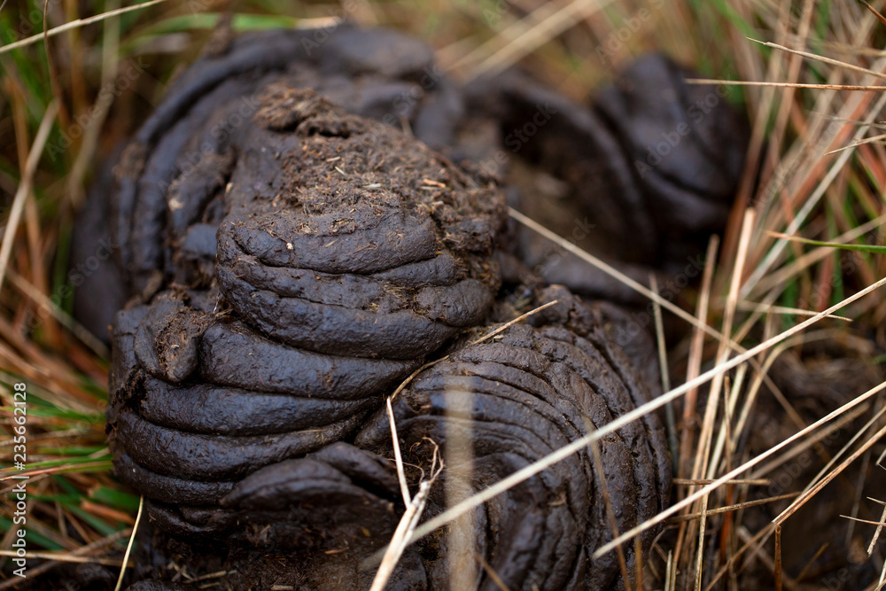 Bosta Stock Photo | Adobe Stock