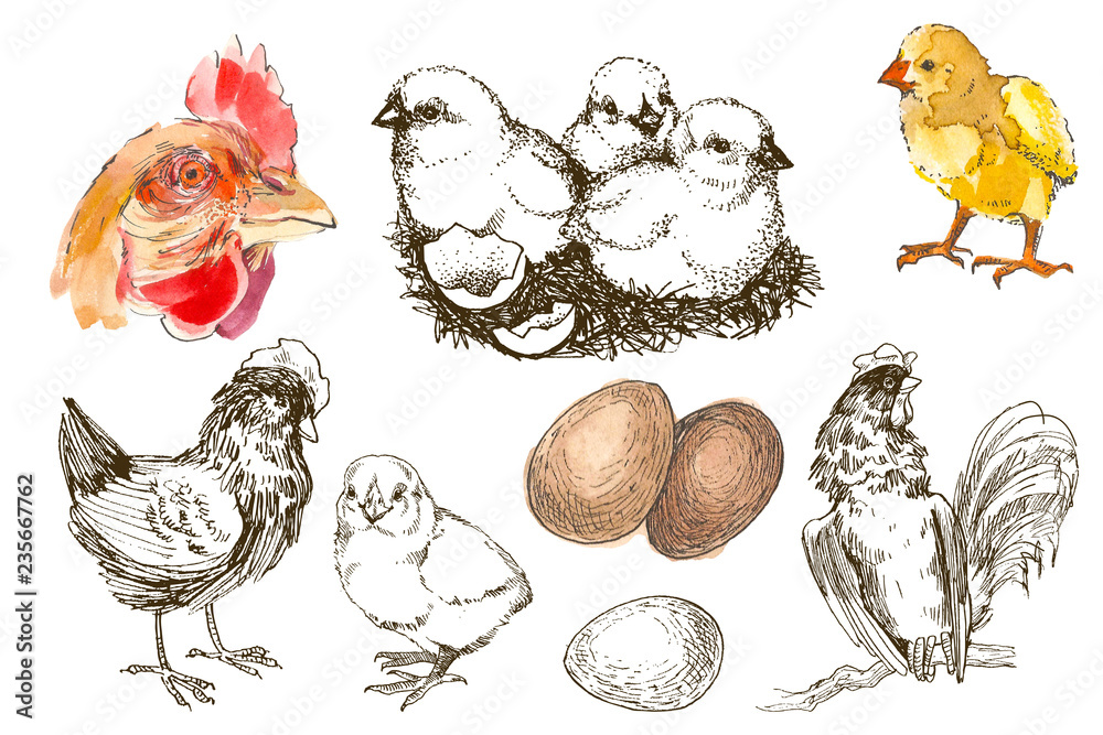 Watercolor and pencil hand drawing sketch chicken breeding set ...
