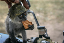 Monkey Crackers 04 Free Stock Photo - Public Domain Pictures